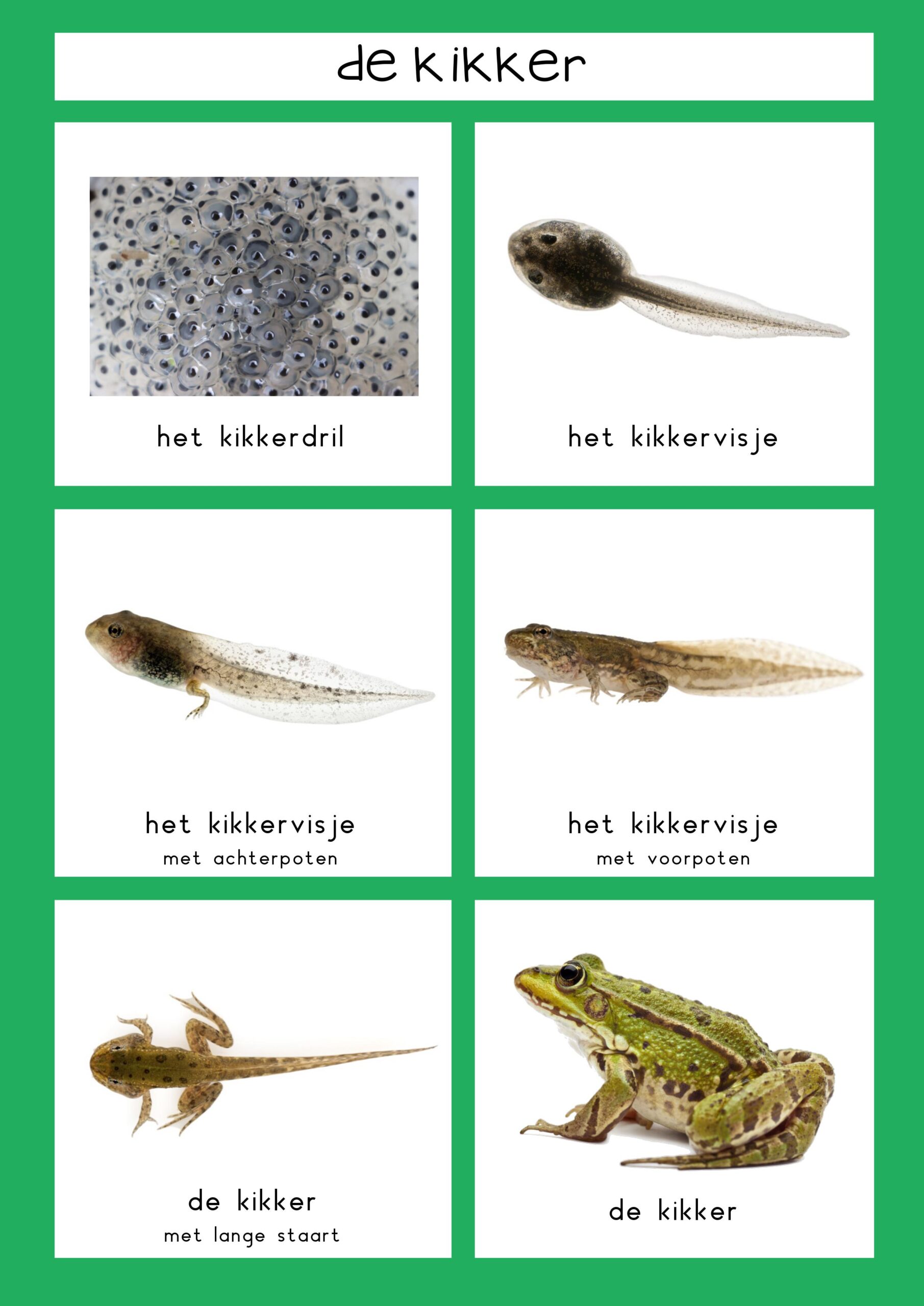 Natuurhoek kikker - Klas van juf Linda