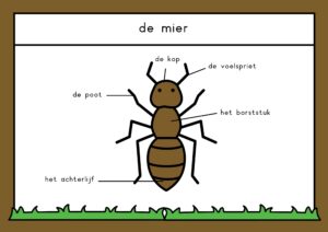 Natuurhoek mier - Klas van juf Linda