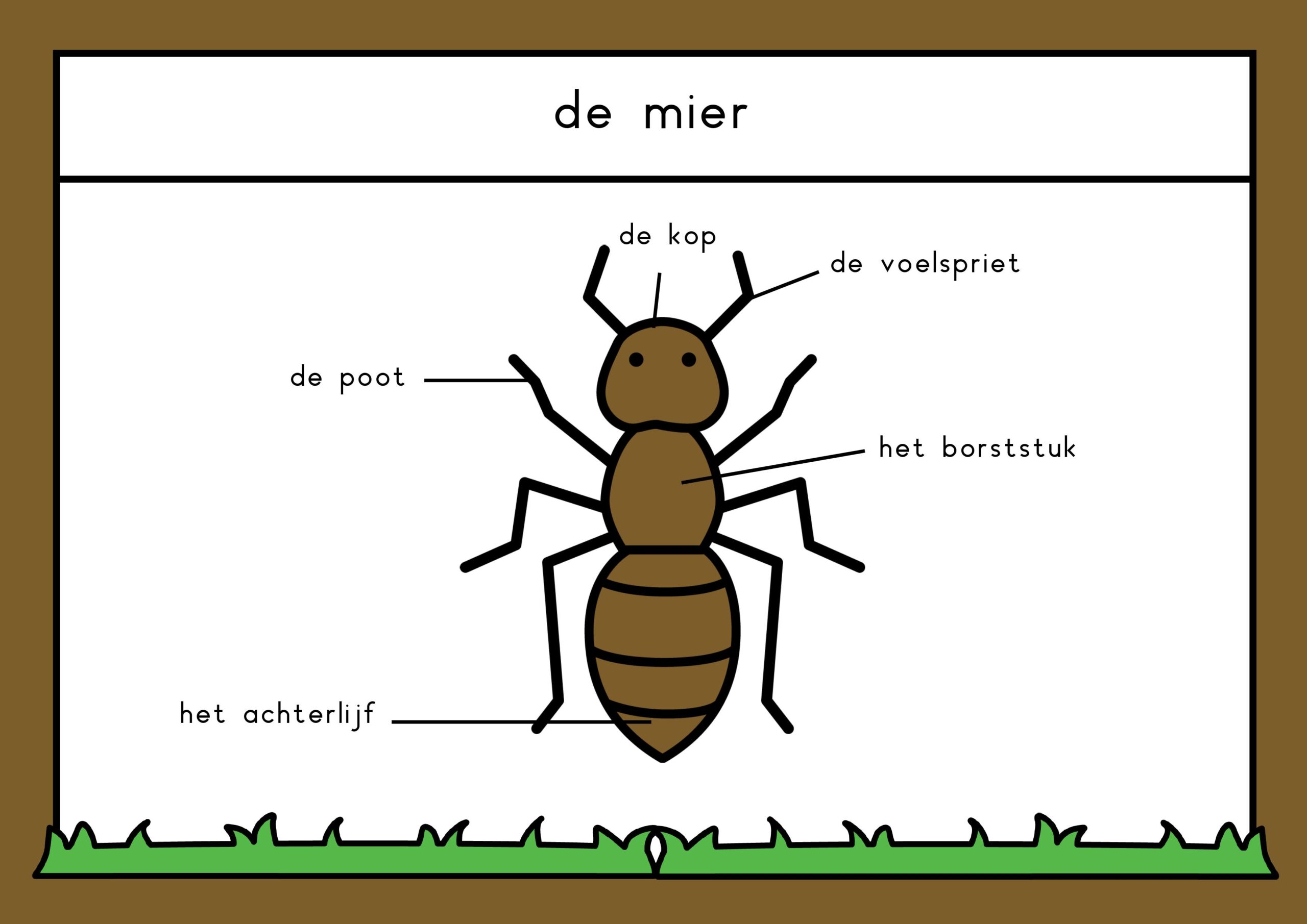 Natuurhoek mier - Klas van juf Linda