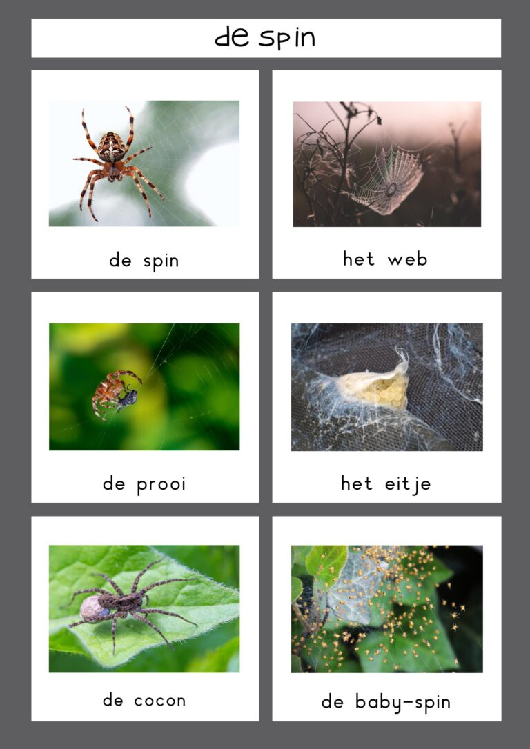 Natuurhoek spin - Klas van juf Linda