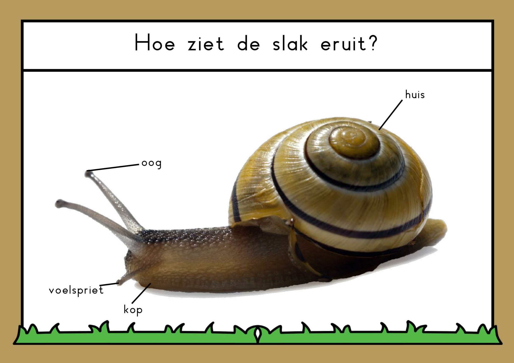 Natuurhoek slakken - Klas van juf Linda